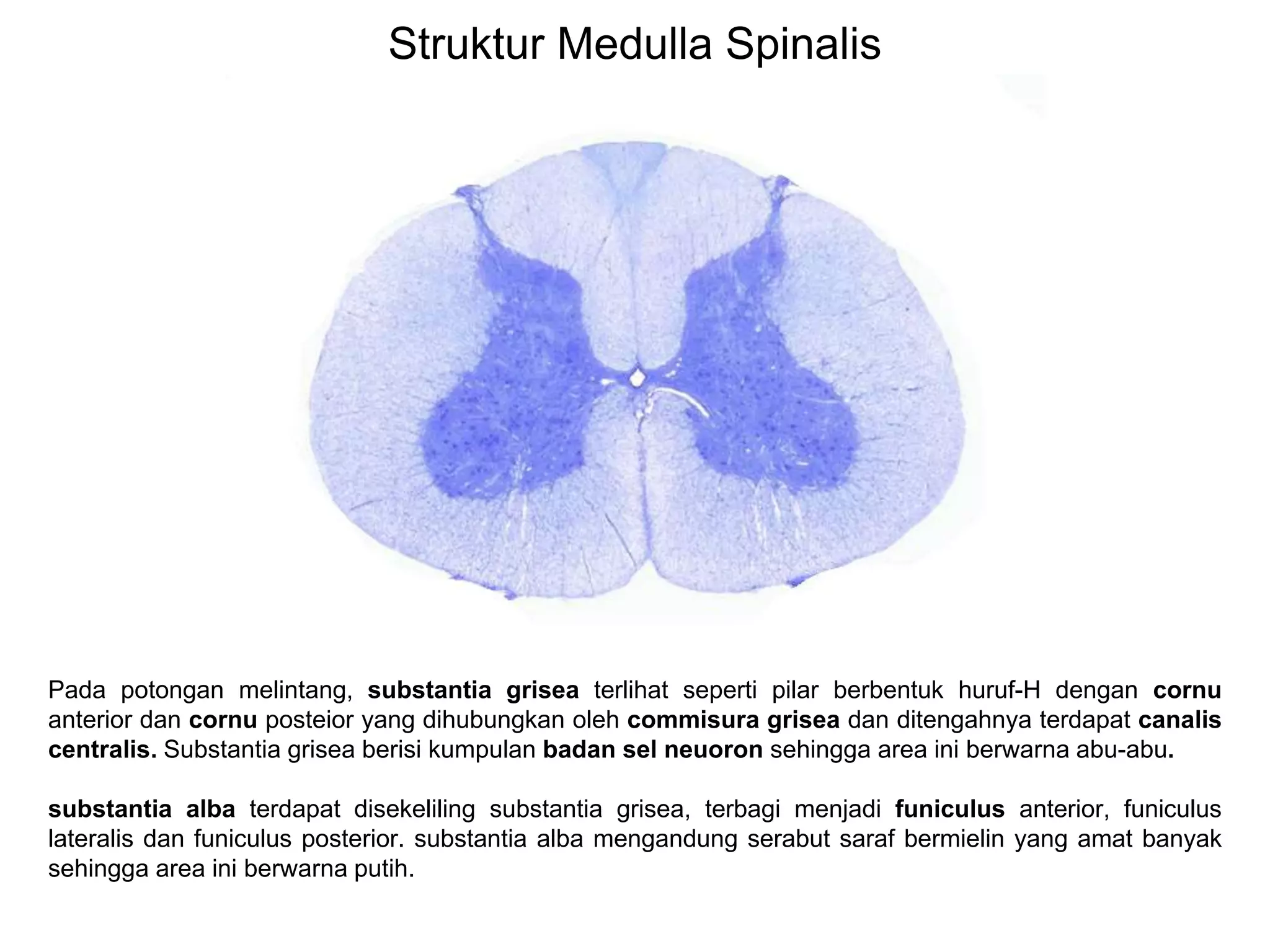 Hakim 6 (pagi) Medulla Spinalis dan Jaras | PPTX