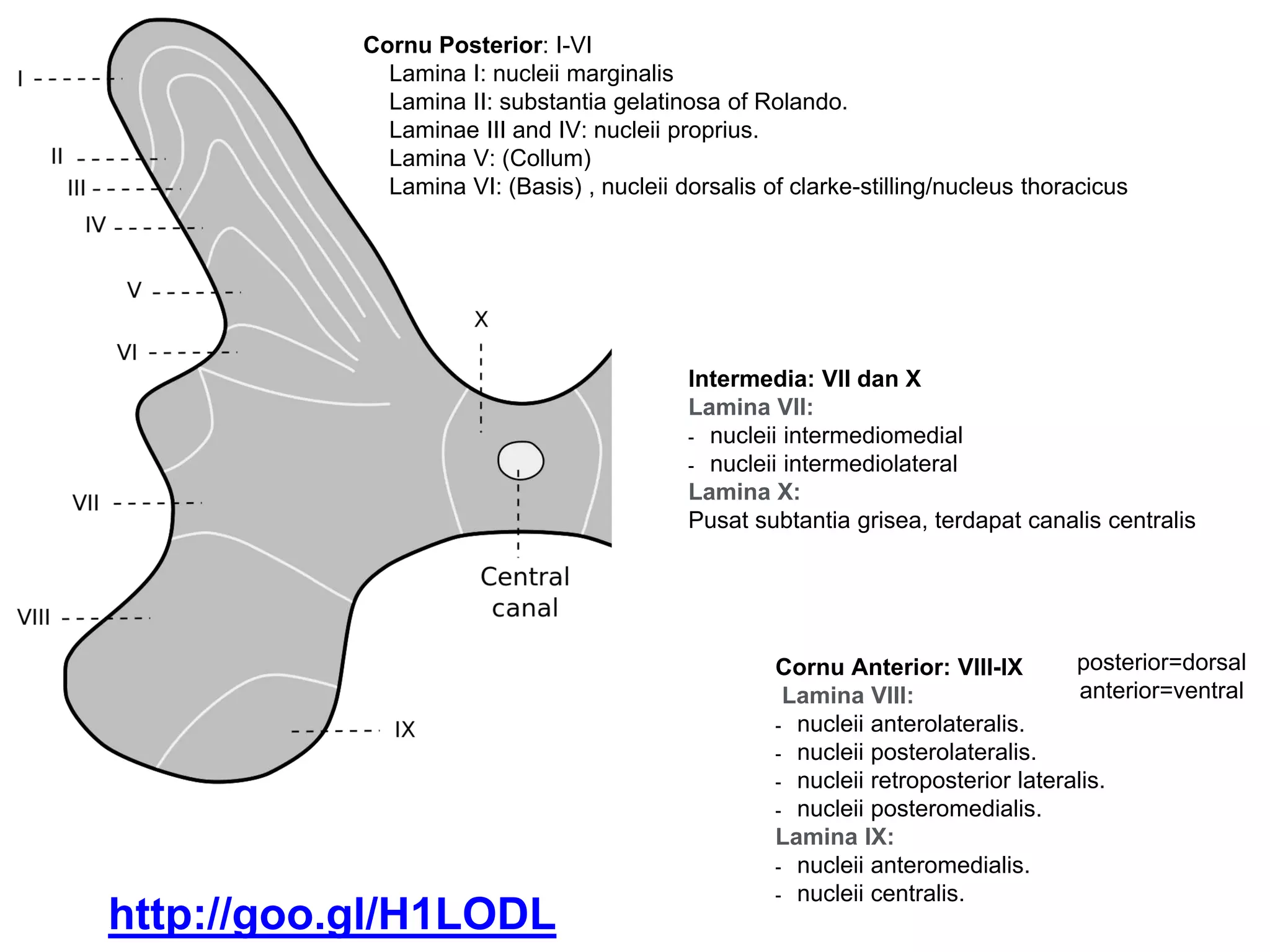 Hakim 6 (pagi) Medulla Spinalis dan Jaras | PPTX