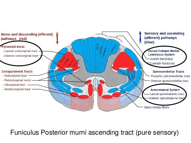 Hakim 6 (pagi) Medulla Spinalis dan Jaras