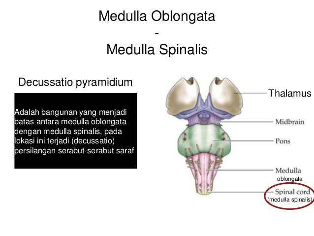 Medulla Spinalis