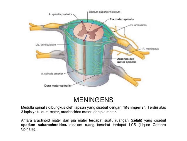 Hakim 6 (pagi) Medulla Spinalis dan Jaras