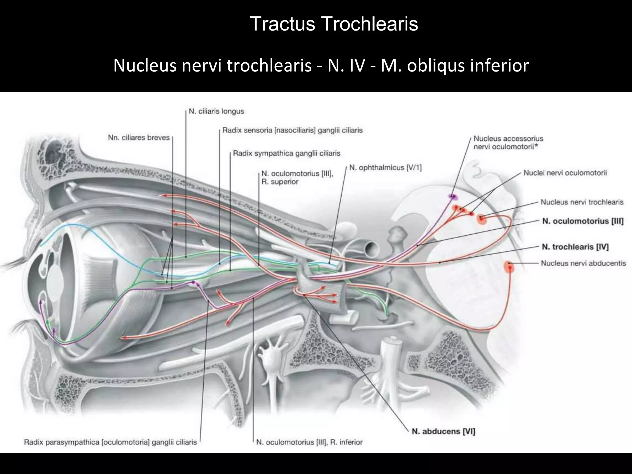 Hakim 7 (sore) Nervus Cranialis | PPTX