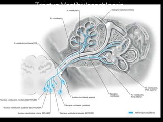 Hakim 7 (sore) Nervus Cranialis | PPTX