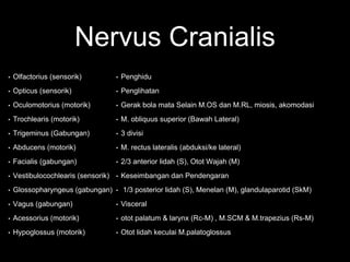 Hakim 7 (sore) Nervus Cranialis | PPTX