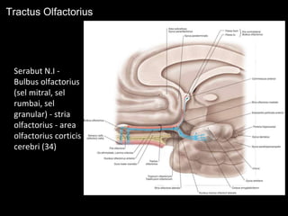 Hakim 7 (sore) Nervus Cranialis | PPTX