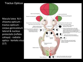 Hakim 7 (sore) Nervus Cranialis | PPTX