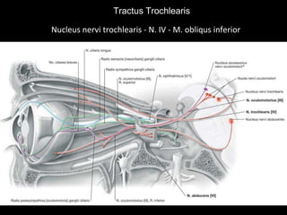Hakim 7 (sore) Nervus Cranialis | PPTX
