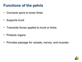Pelvic | PPT