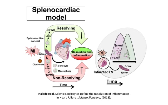 Inflammation and the Resolution of Inflammation in Heart Failure ...