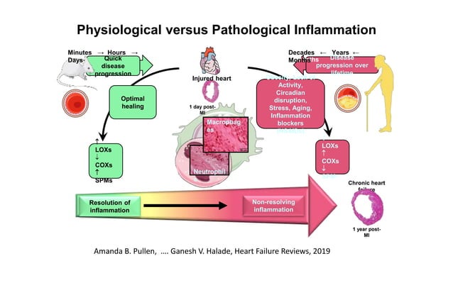Inflammation and the Resolution of Inflammation in Heart Failure ...