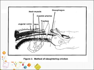 Halal Slaughter Diagram