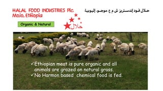 Halal Food Industries plc, Modjo Ethiopia | PDF