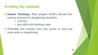 Halal slaughtering | PPTX