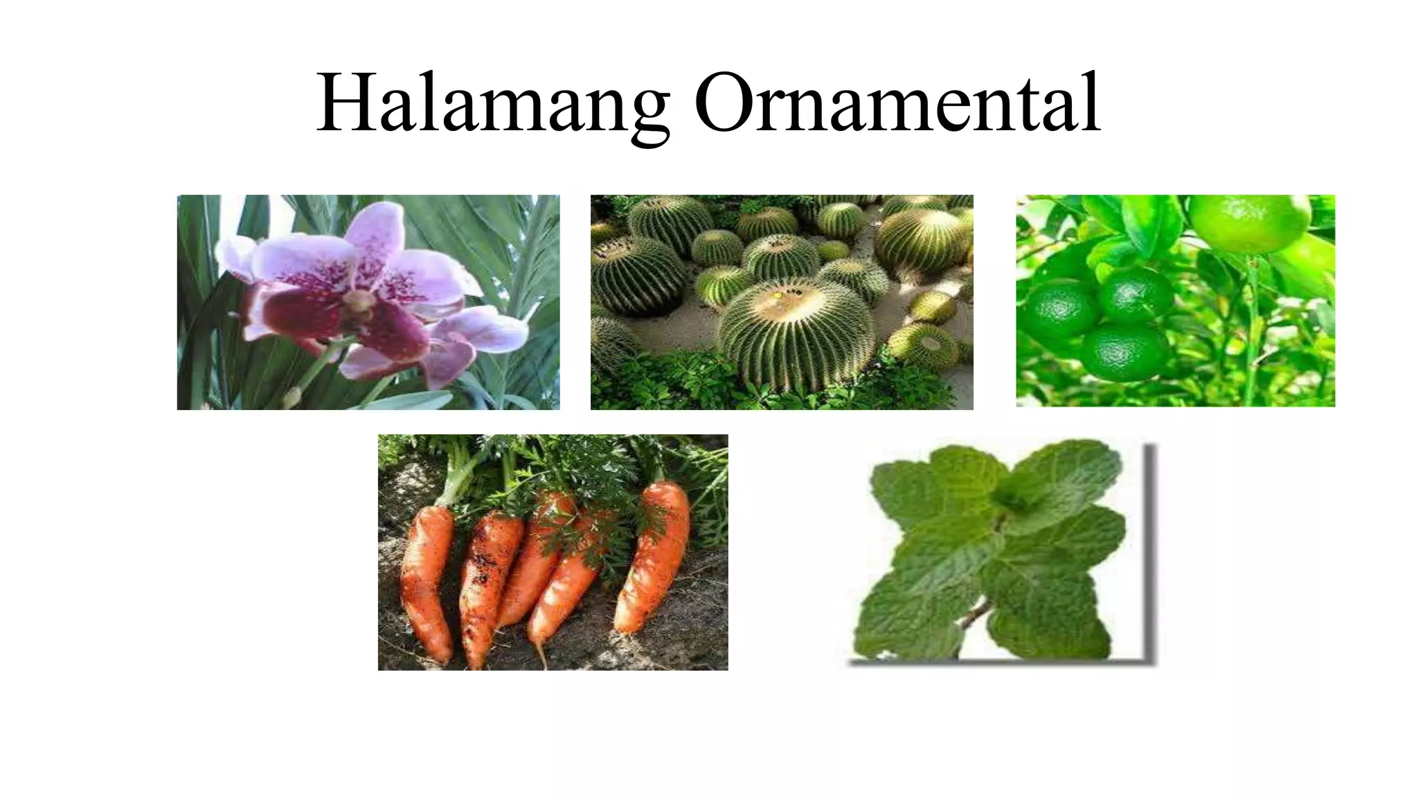 Halamang ornamental | PPTX