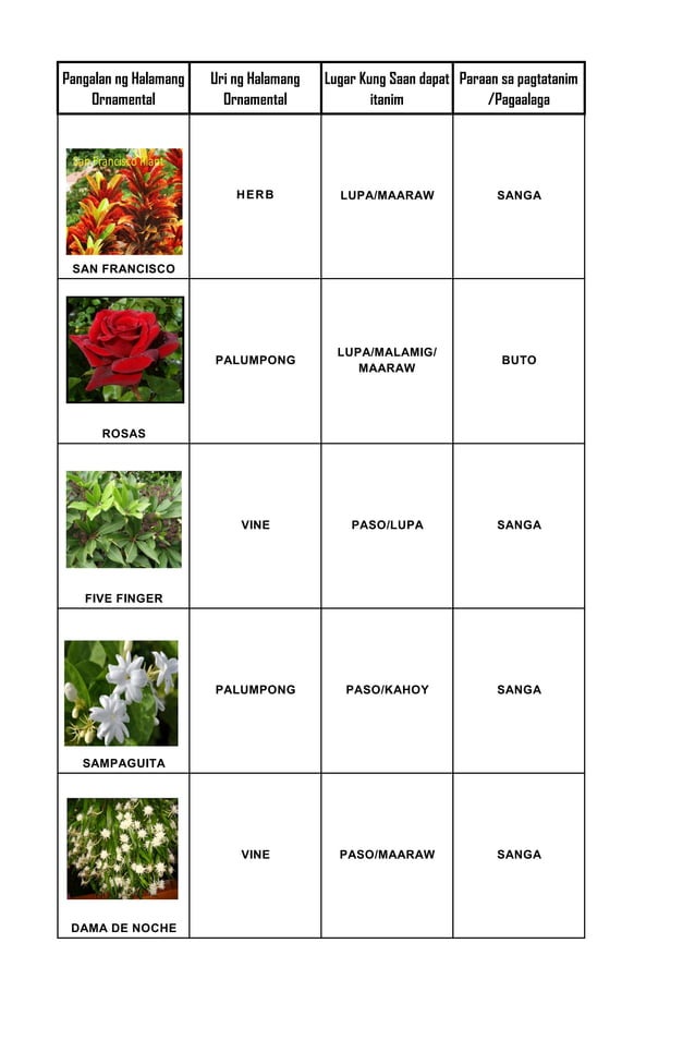 Halamang Ornamental | PDF | Gardening | Home & Garden