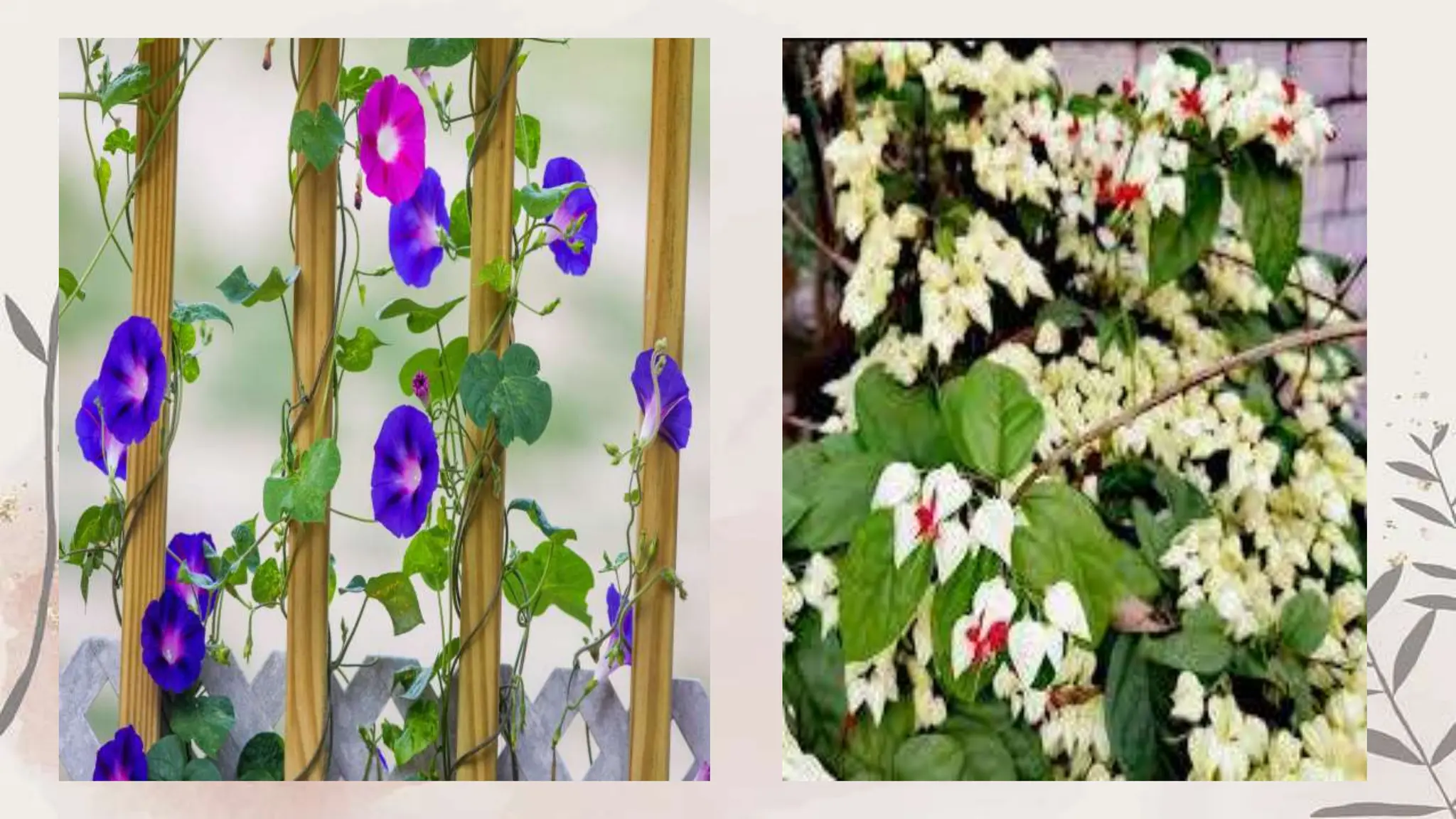 HALAMANG ORNAMENTAL.pptx