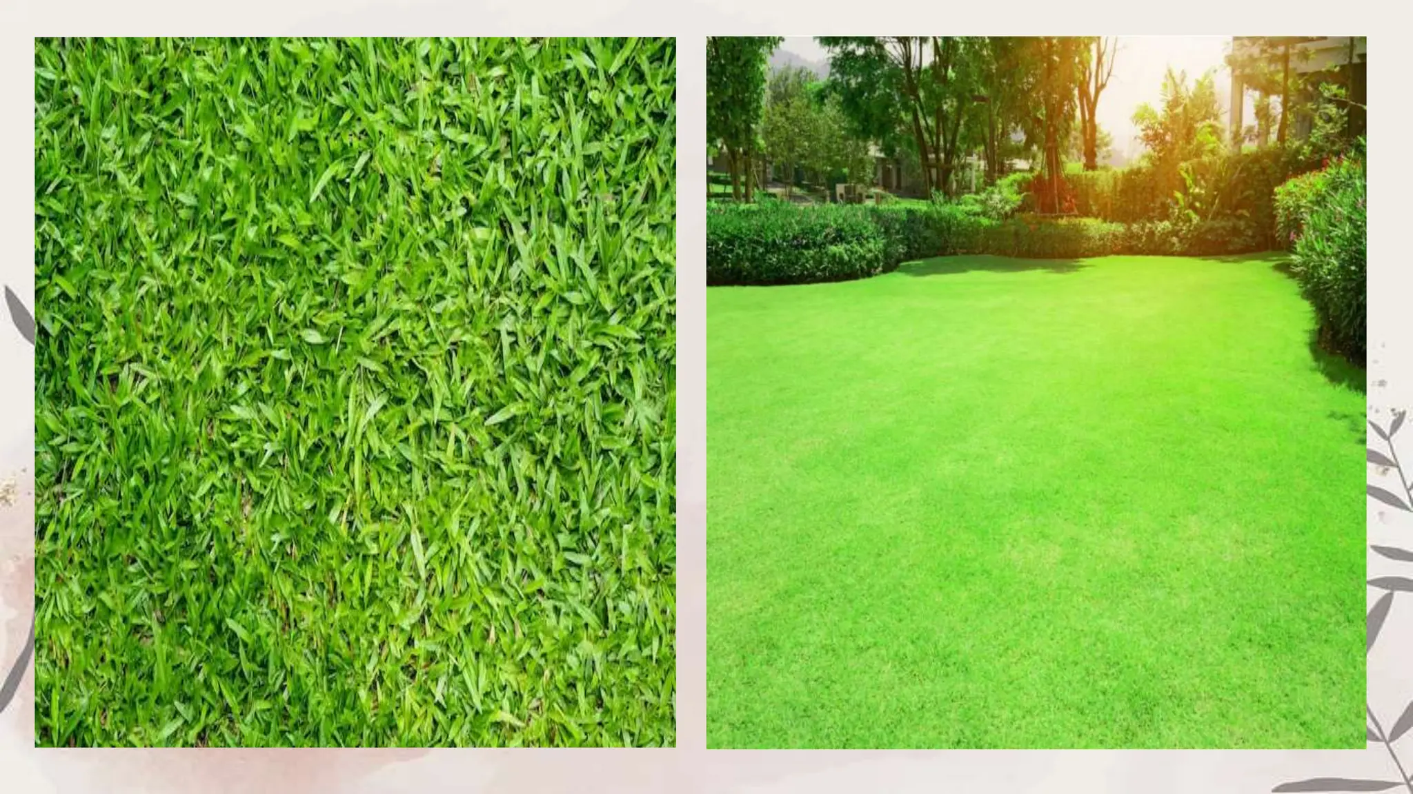 HALAMANG ORNAMENTAL.pptx