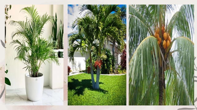 HALAMANG ORNAMENTAL.pptx