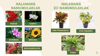 HALAMANG ORNAMENTAL.pptx