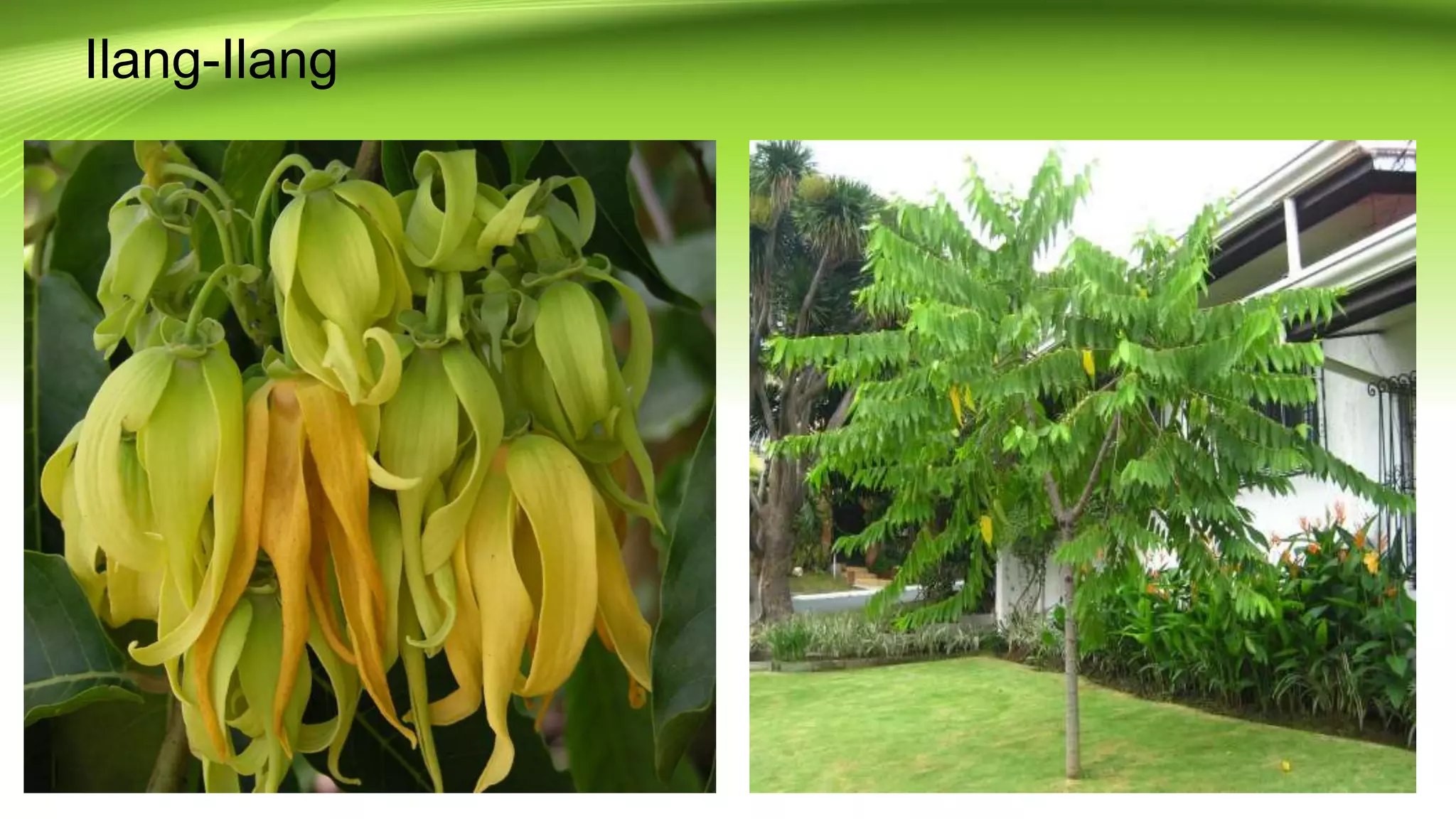 Halamang ornamental sa Pilipinas | PPTX | Gardening | Home & Garden