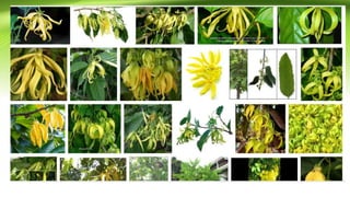 Halamang ornamental sa Pilipinas | PPTX