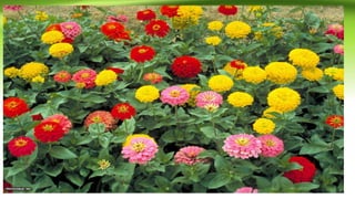 Halamang ornamental sa Pilipinas | PPTX | Gardening | Home & Garden