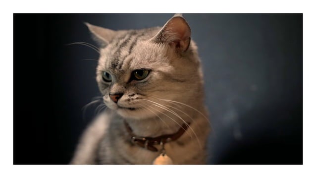 hal aneh yang pernah ada di internet.pptx