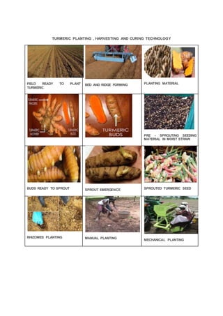 TURMERIC (Haldi) PROCESSING TECHNOLOGY AND VALUE ADDED PRODUCTS | DOCX