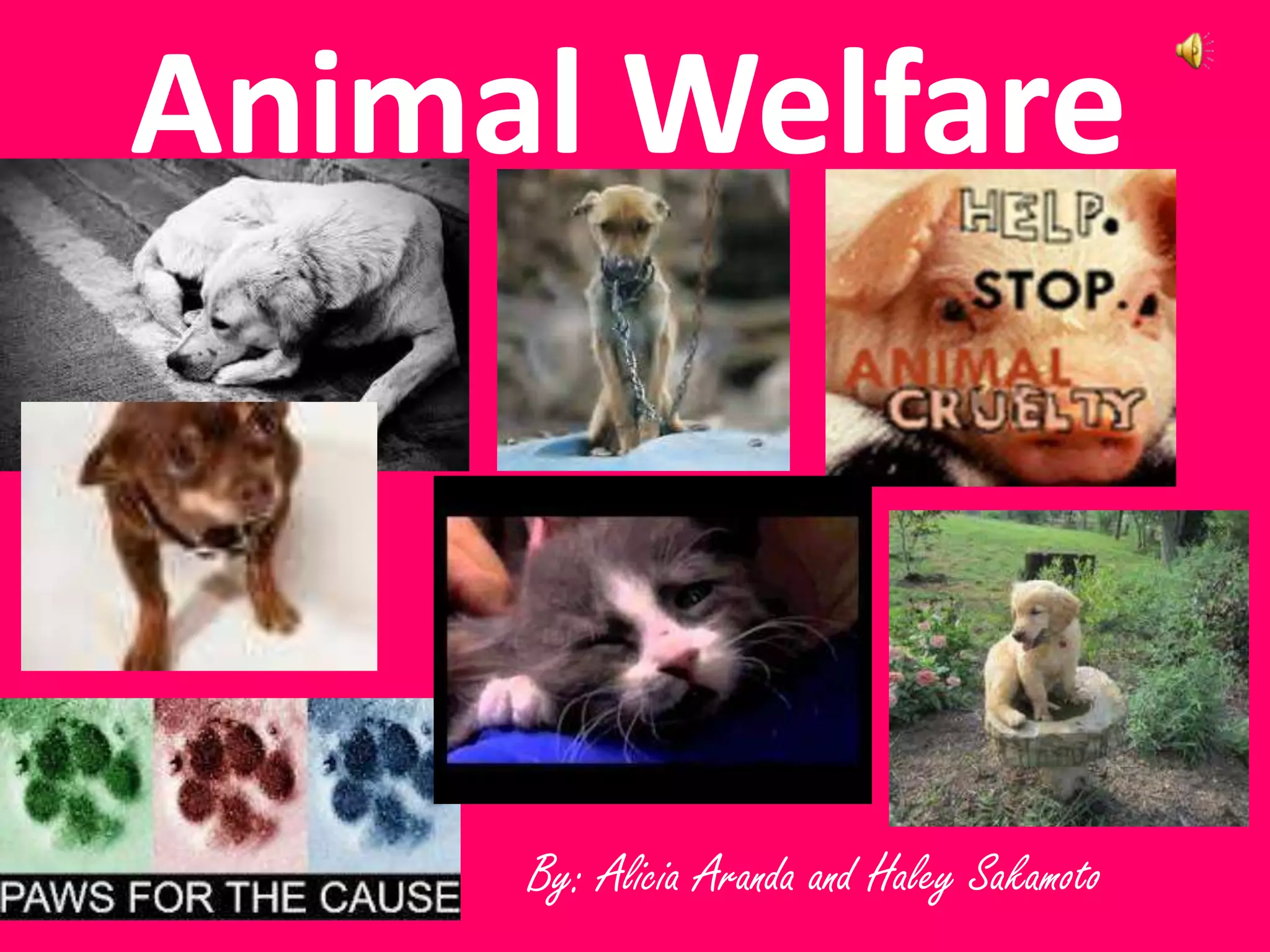 Haley.s. alicia.a. p.2 animal welfare | PPTX | Dogs | Pets