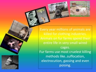Haley.s. alicia.a. p.2 animal welfare | PPTX | Dogs | Pets