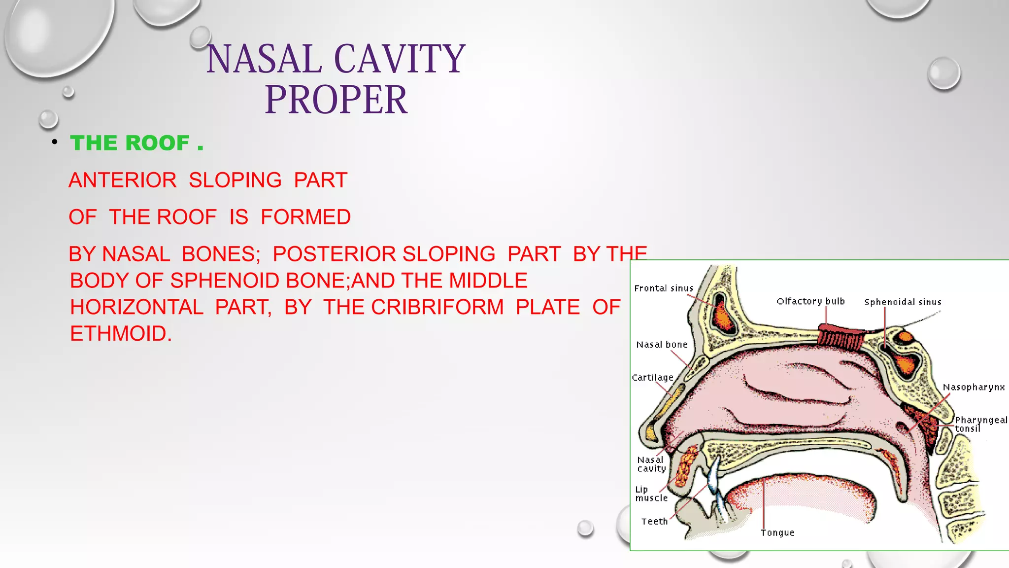 Respiratory system(Anatomy) | PPT | Ear, Nose and Throat Conditions ...