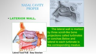 Respiratory system(Anatomy) | PPT