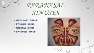 Respiratory system(Anatomy) | PPT