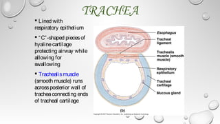 Respiratory system(Anatomy) | PPT
