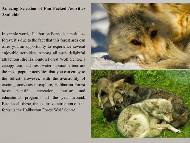 Haliburton forest wolf centre