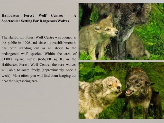 Haliburton forest wolf centre