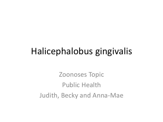Halicephalobus gingivalis - Alchetron, the free social encyclopedia