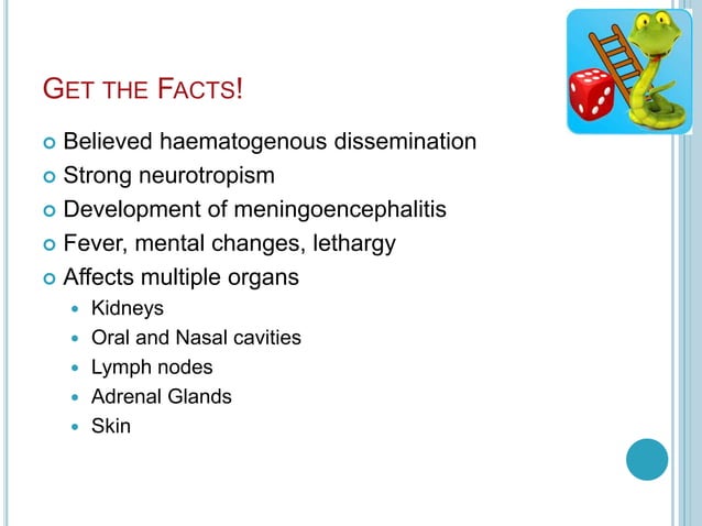 Halicephalobus gingivalis snakes and ladders | PPT