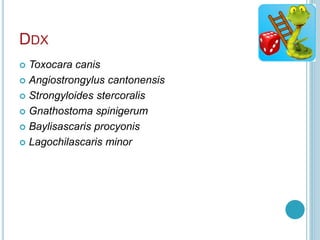Halicephalobus gingivalis snakes and ladders | PPTX