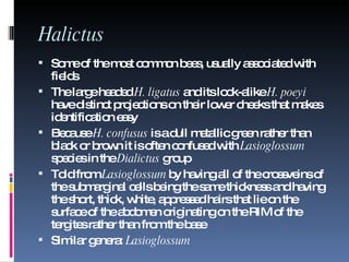 Identification of Eastern North American Bee Genera in the Family ...
