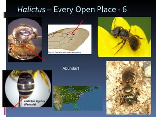 Identification of Eastern North American Bee Genera in the Family ...