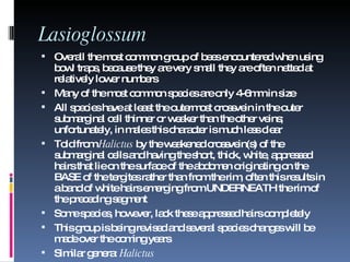 Identification of Eastern North American Bee Genera in the Family ...