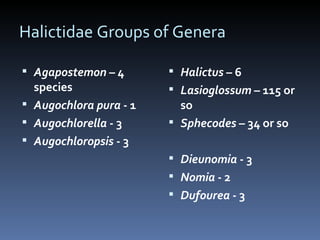 Identification of Eastern North American Bee Genera in the Family ...
