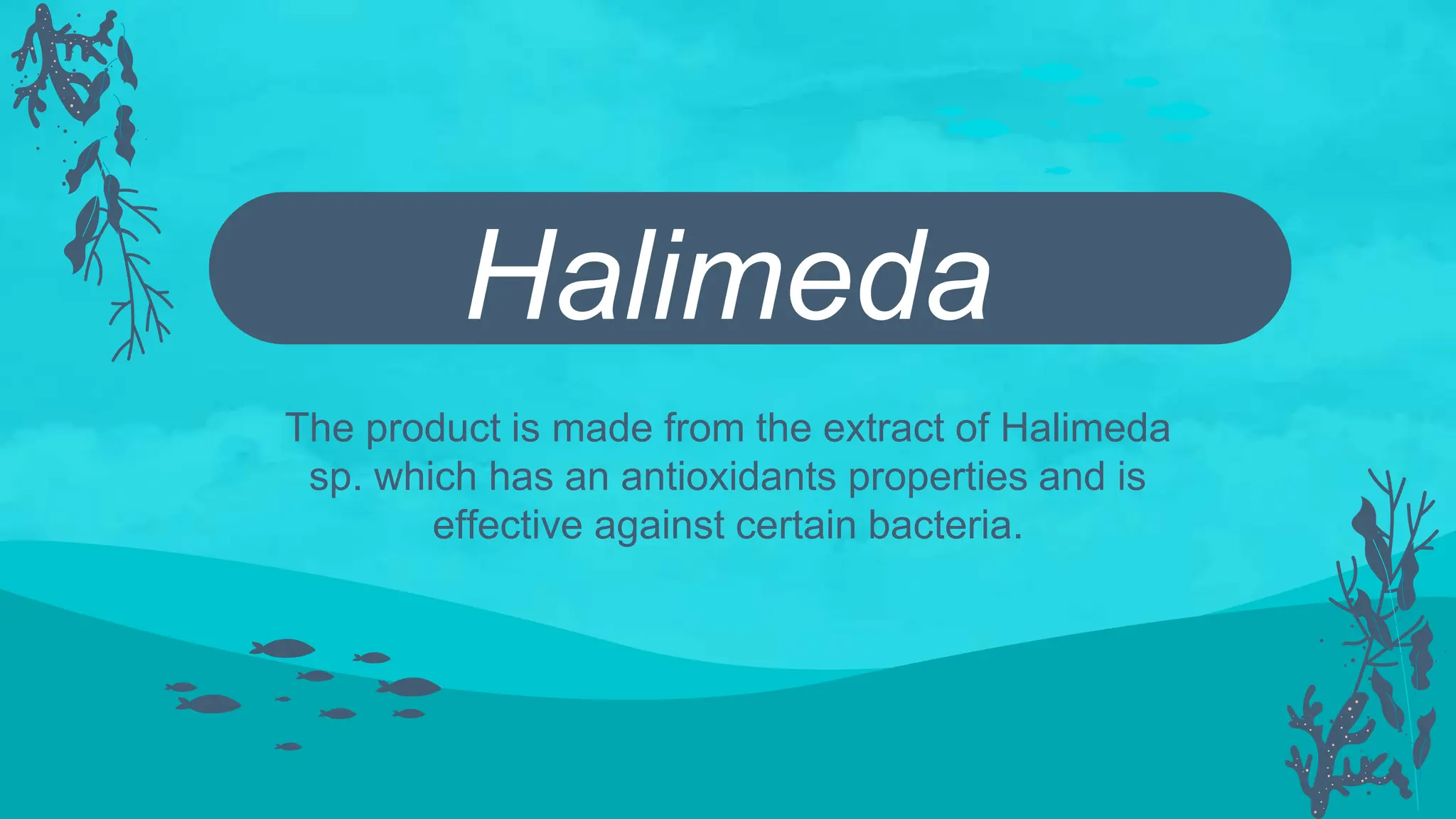 Halimeda_Product Pitch.pptx Marine Product | PPTX