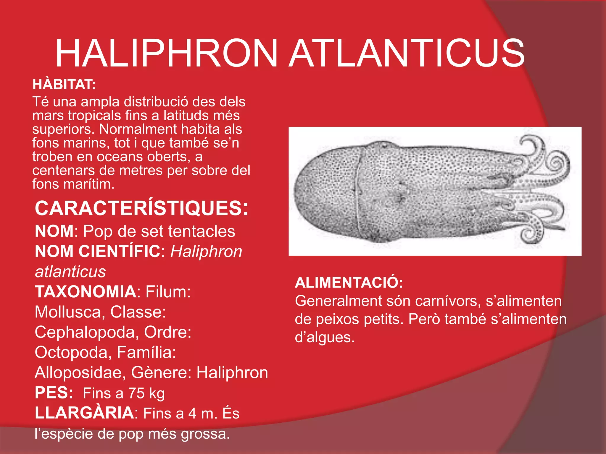 Haliphron atlanticus (cefalòpode) | PPT