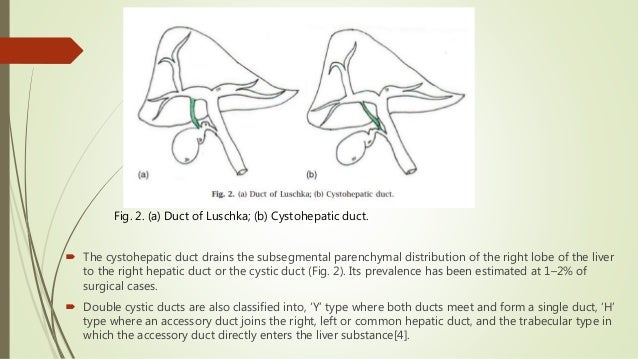Haliunaa subvesical bile duct