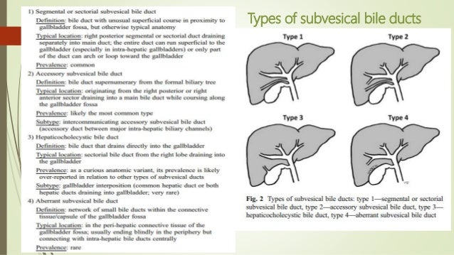 Haliunaa subvesical bile duct