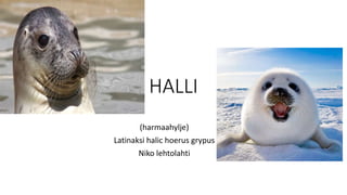 Halli 2 | PPTX