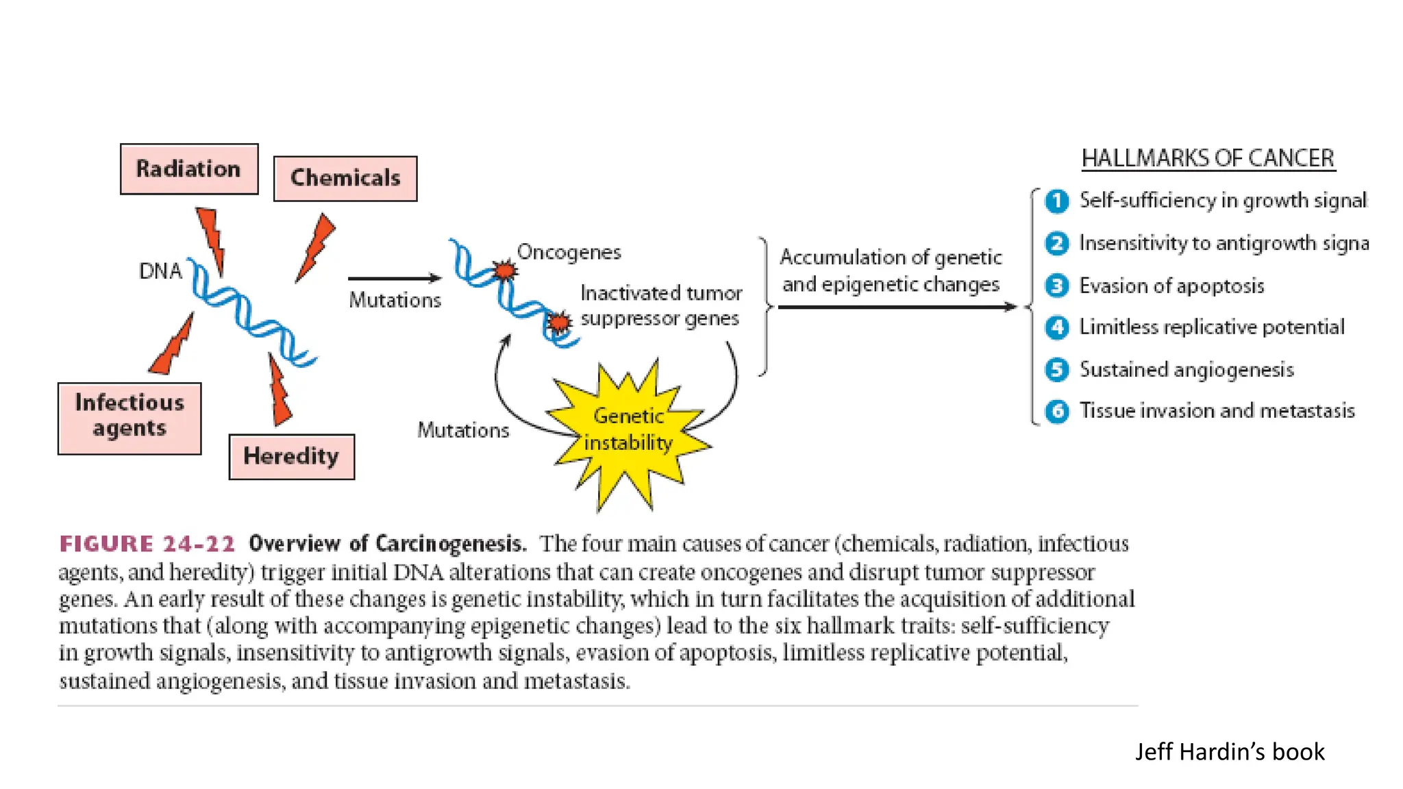 Hallmarks of cancer.pdf cancer introduction | PPT