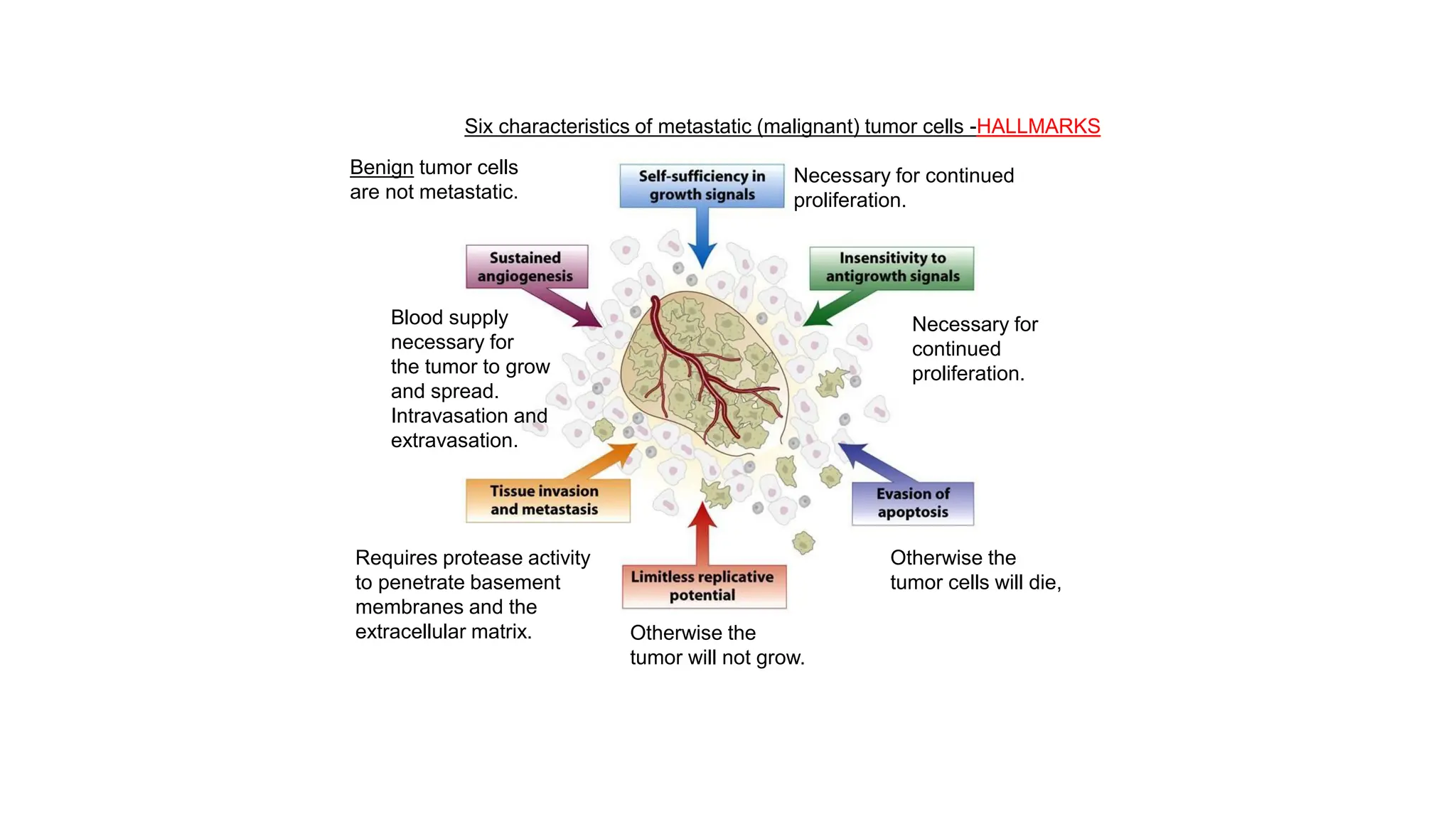 Hallmarks of cancer.pdf cancer introduction | PPT
